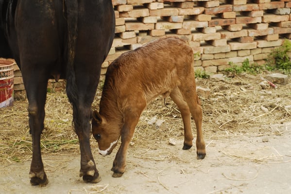 Fruchtbarkeit der Kuh: Die wichtigsten Hormone und ihre Funktion